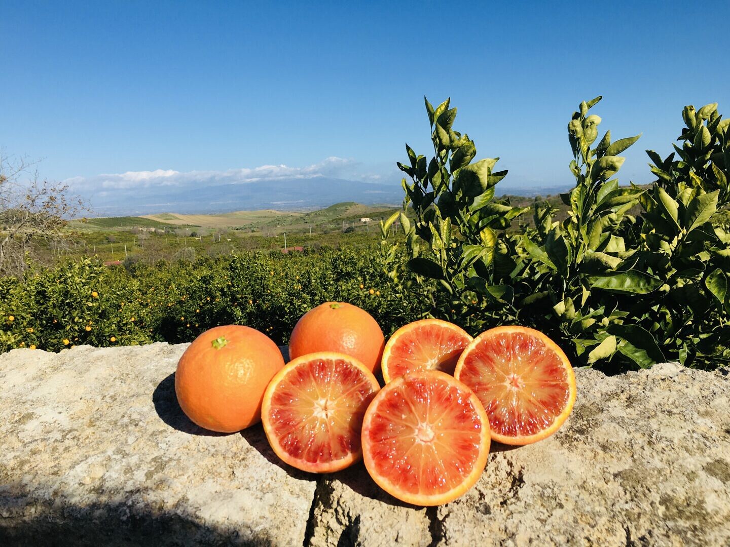The FSA advances sustainable production for the Florida citrus industry ...