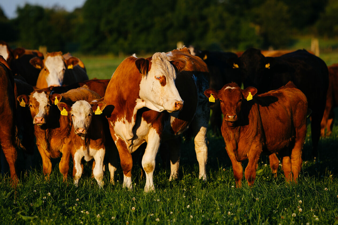 SAI Platform — Sustainable Agriculture Initiative Platform