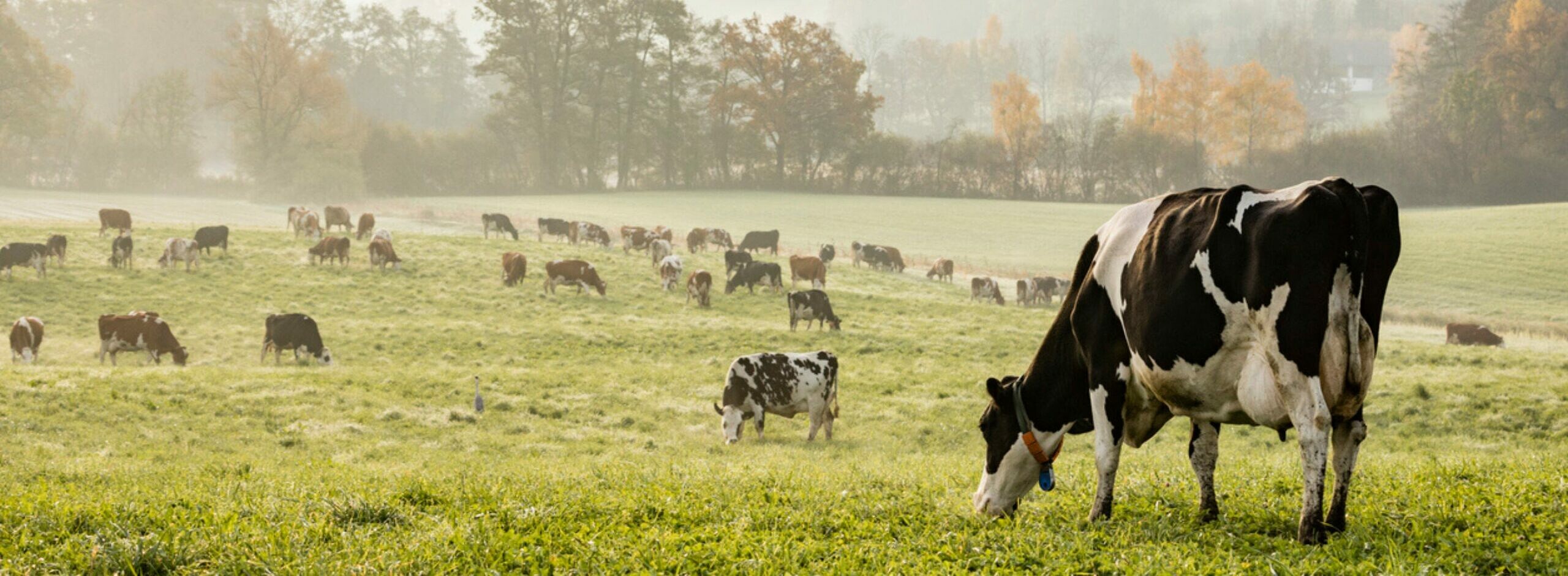 SAI Platform — Sustainable Agriculture Initiative Platform