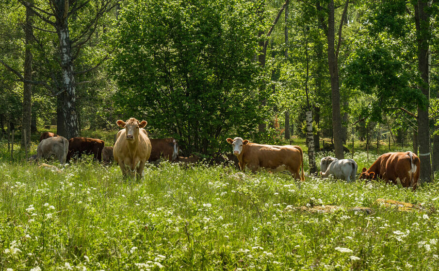 Shaping the future of European beef sustainability — SAI Platform