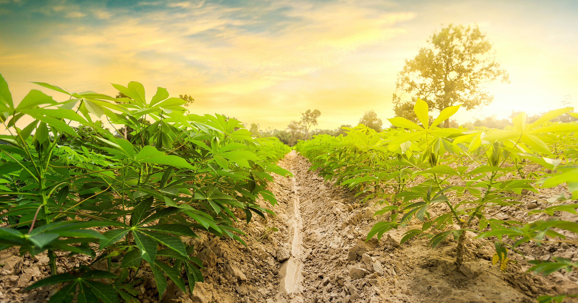 SAI Platform partners with ASI — SAI Platform