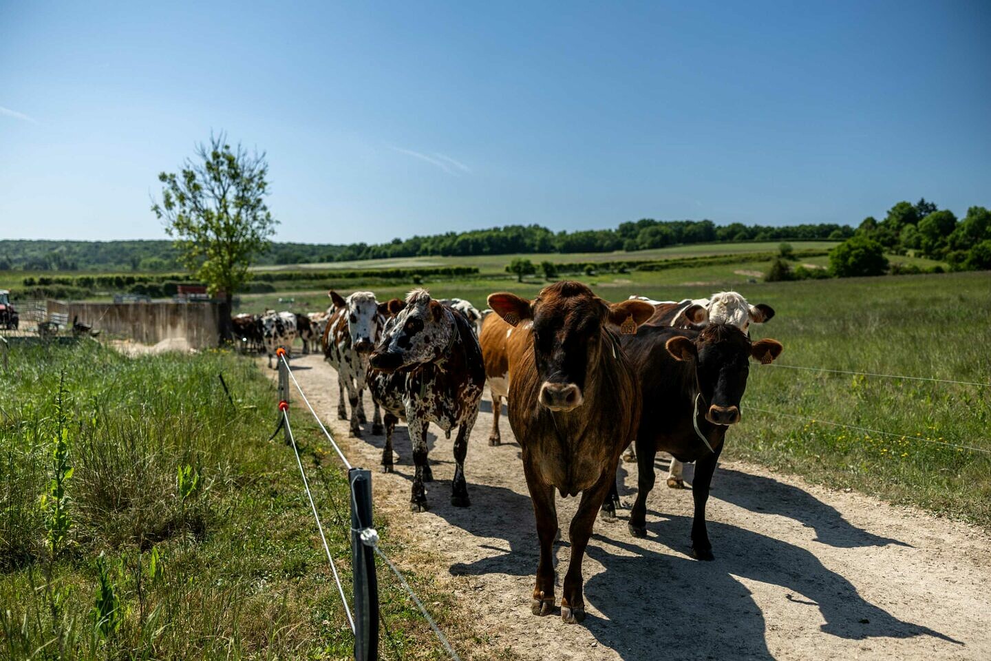 Danone Field Visit — SAI Platform