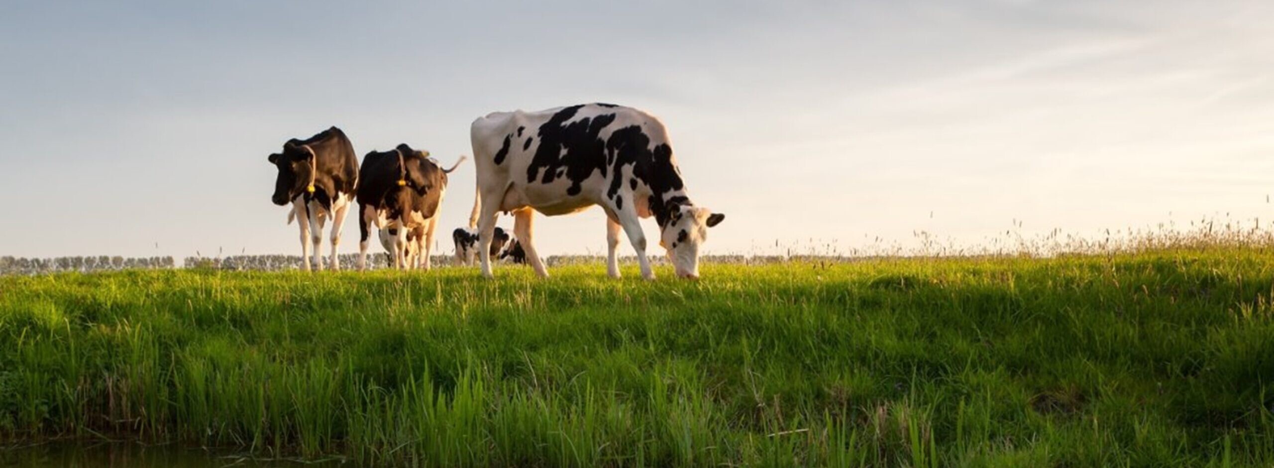 SAI Platform — Sustainable Agriculture Initiative Platform